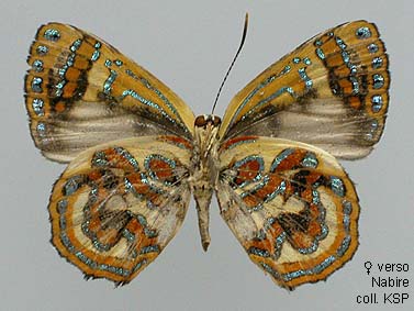 Papua Insects Foundation (Lepidoptera/Lycaenidae/Lycaeninae ...